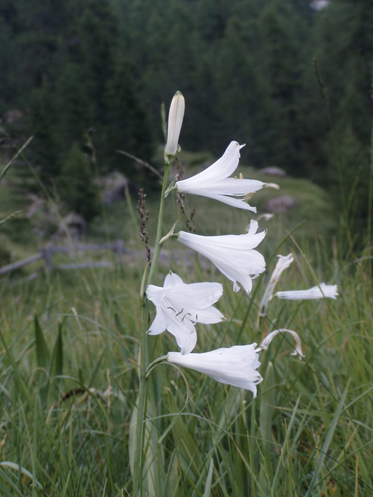 COME IL FIORE DEL CAMPO RACCOLTA DI PREGHIERE CARE A DON MICHELE DO ...